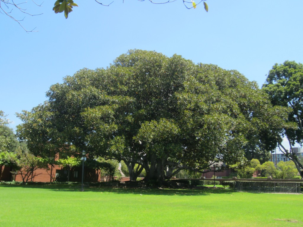 Another Los Angeles treasure, The William Andrews Clark Memorial ...